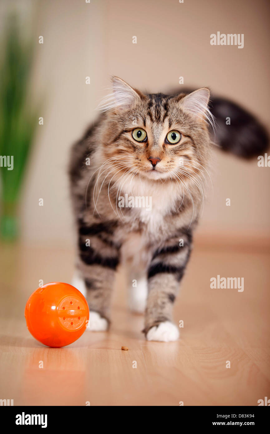 Half longhair cat hi-res stock photography and images - Alamy