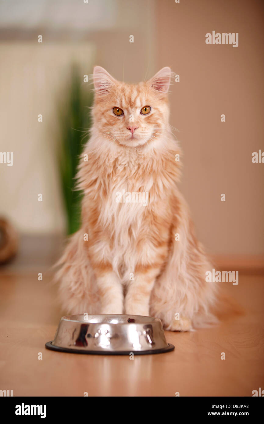 sitting Maine Coon Stock Photo - Alamy
