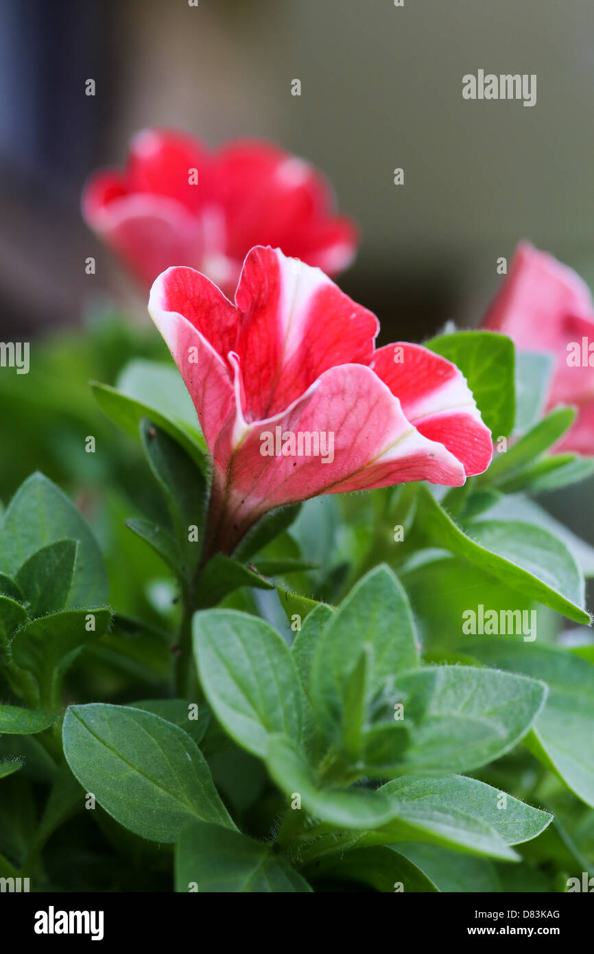 Red white Petunia in hanging basket Stock Photo - Alamy