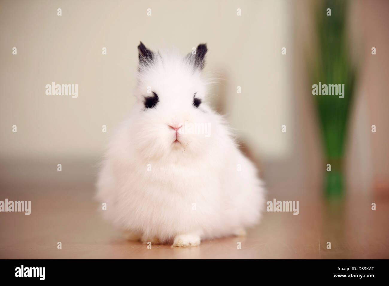 Black rabbit and white rabbits hi-res stock photography and images - Alamy