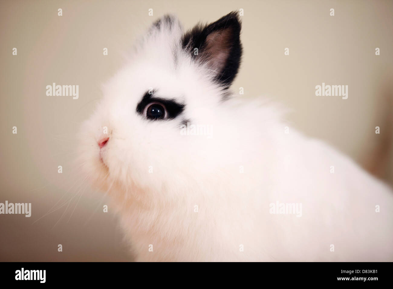 Piebald rabbit hi-res stock photography and images - Alamy