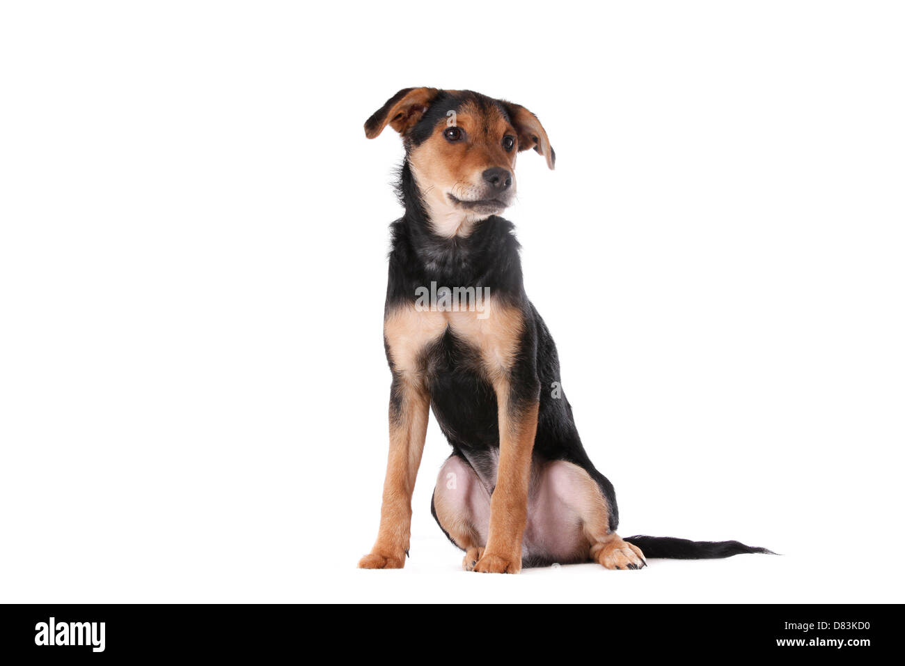 Dog baby Cut Out Stock Images & Pictures - Alamy