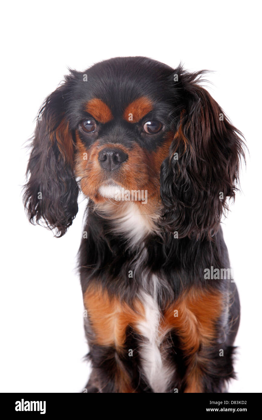Cavalier King Charles Spaniel Portrait Stock Photo - Alamy