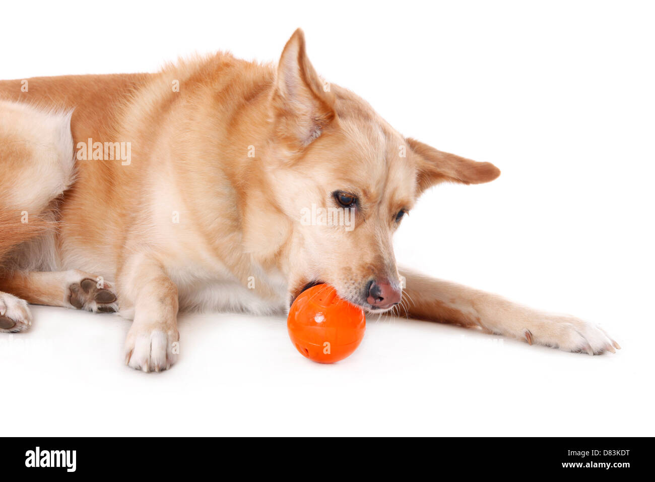 dog with fodder ball Stock Photo - Alamy