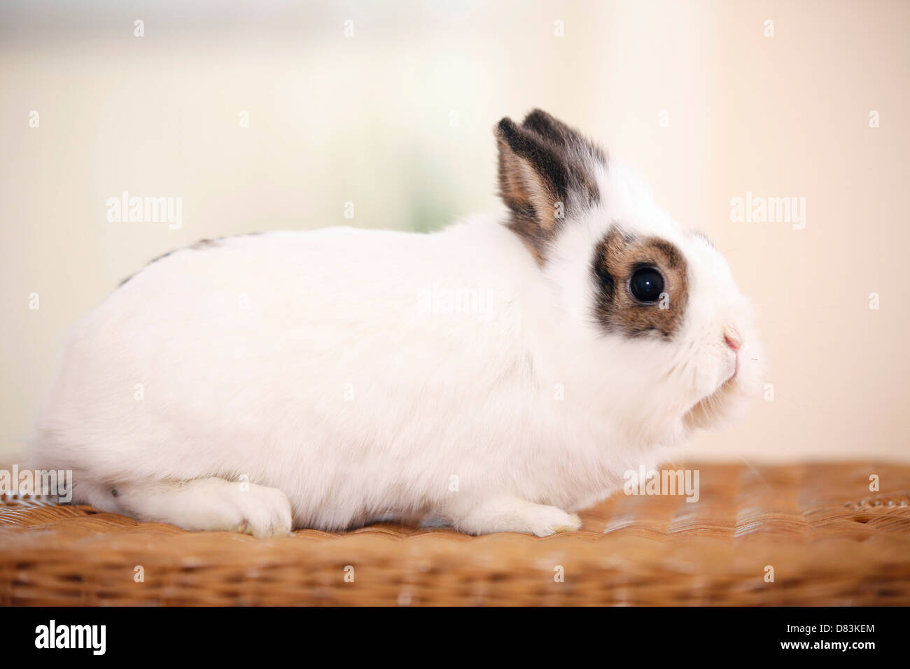 Male rabbit hi-res stock photography and images - Alamy