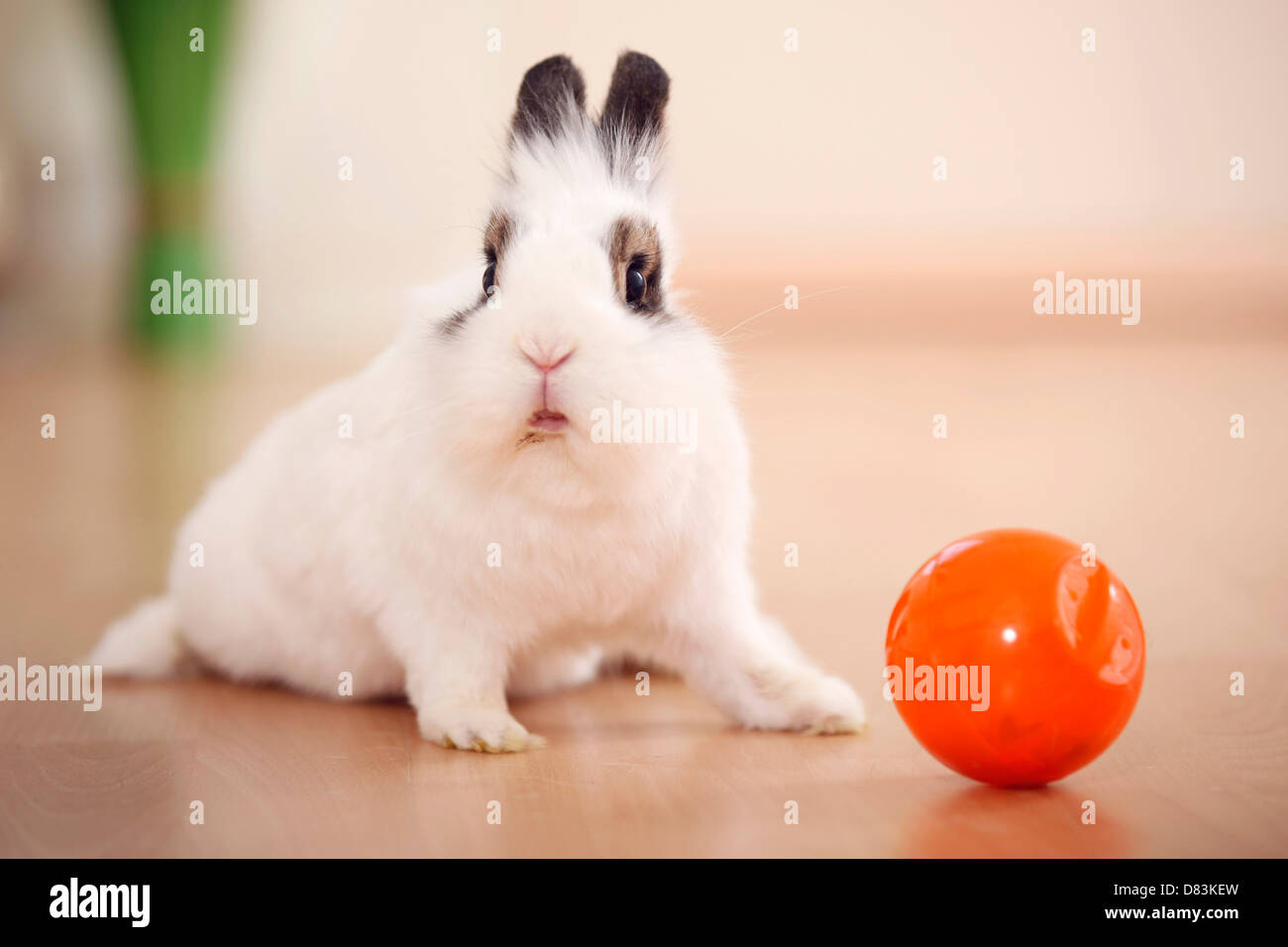 Rabbit playing hi-res stock photography and images - Alamy