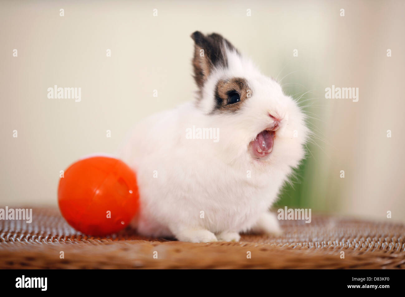 Rabbit yawning hi-res stock photography and images - Alamy