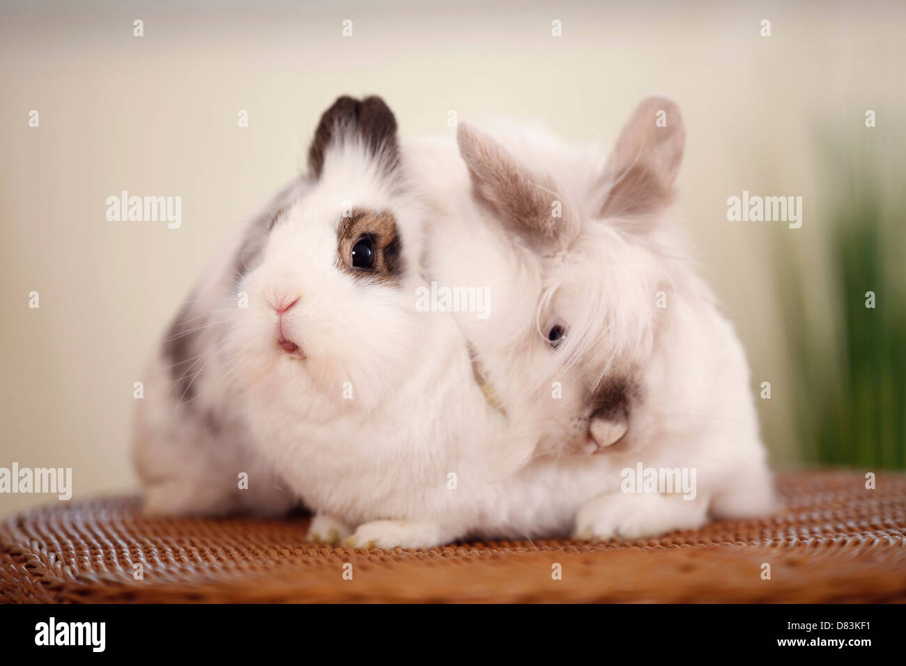 Two rabbits cuddling hi-res stock photography and images - Alamy