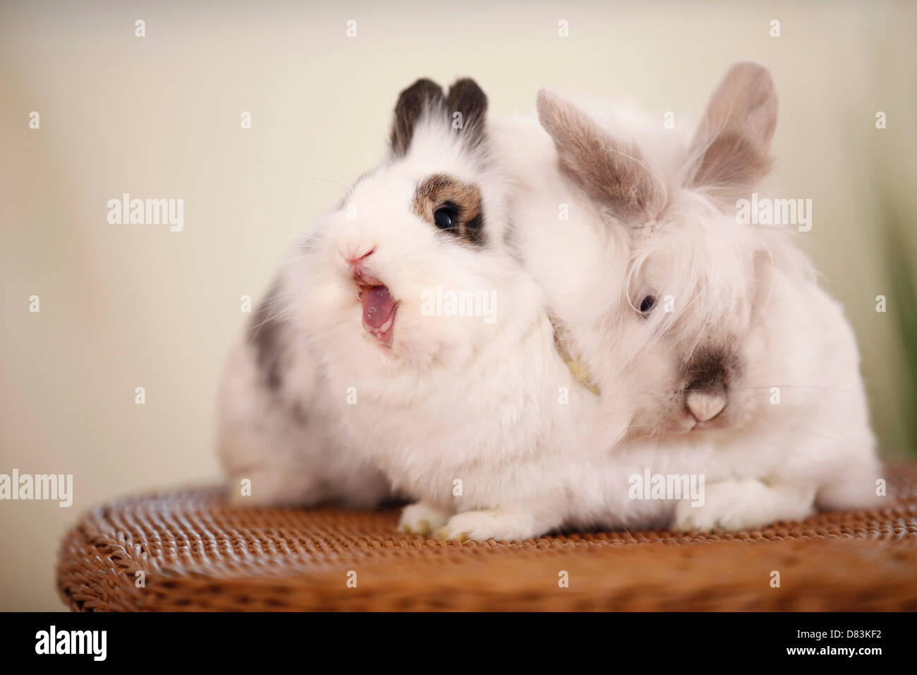 Rabbit yawning hi-res stock photography and images - Alamy