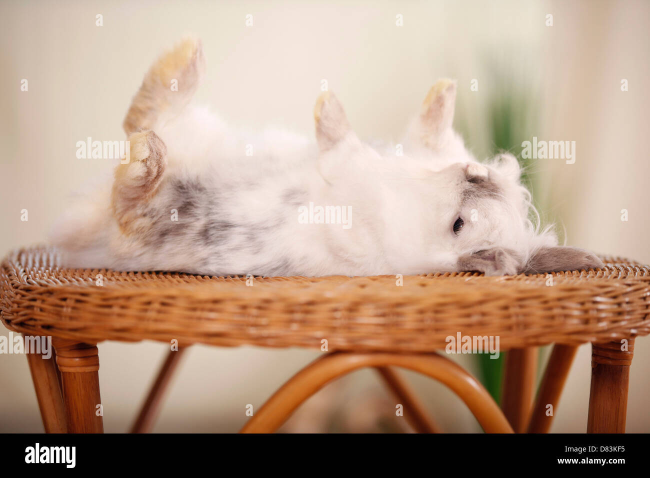 Death rabbit hi-res stock photography and images - Alamy