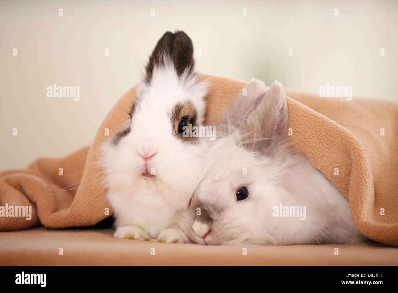 Two rabbits cuddling hi-res stock photography and images - Alamy