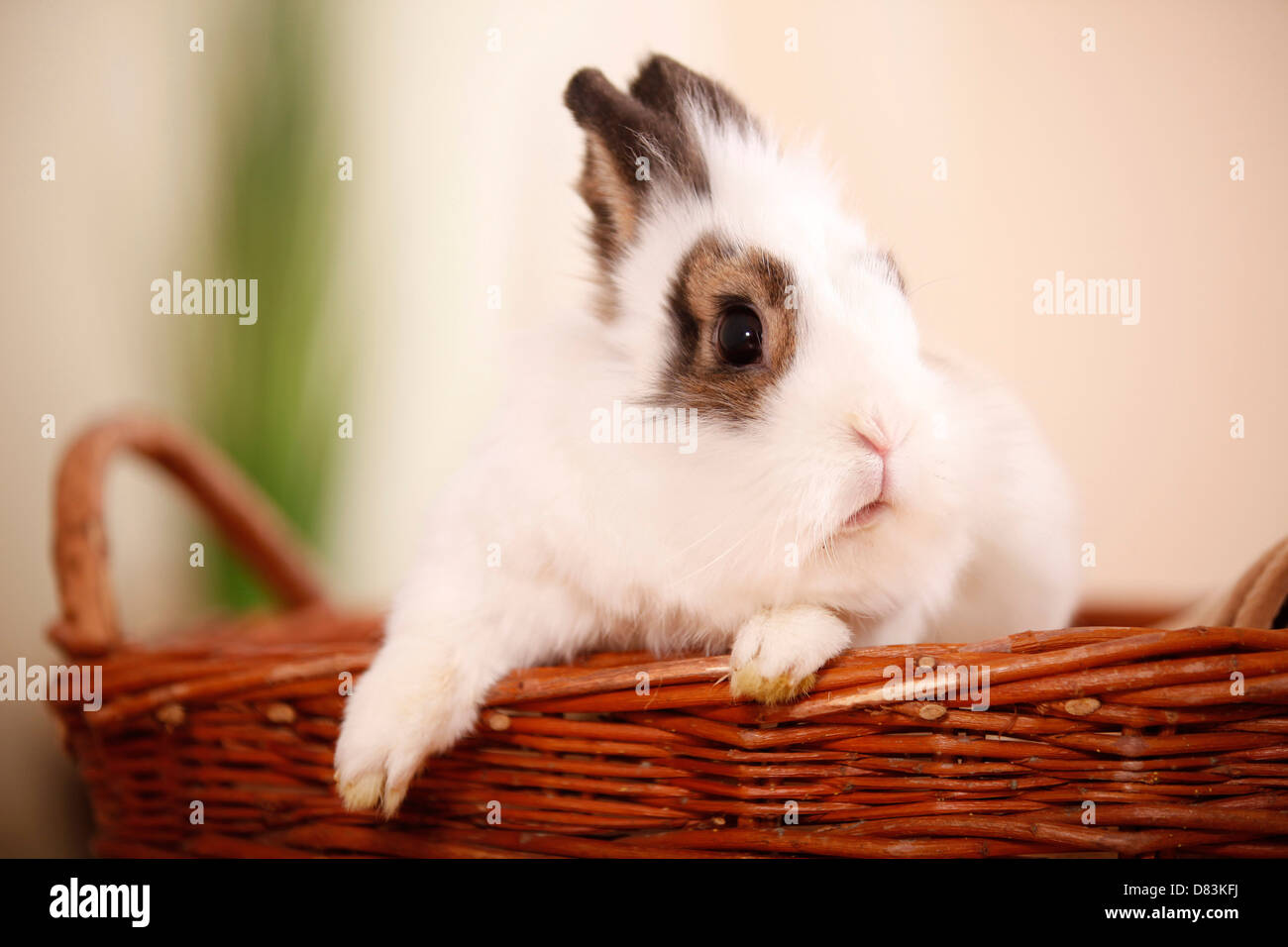 Rabbit paw hi-res stock photography and images - Alamy