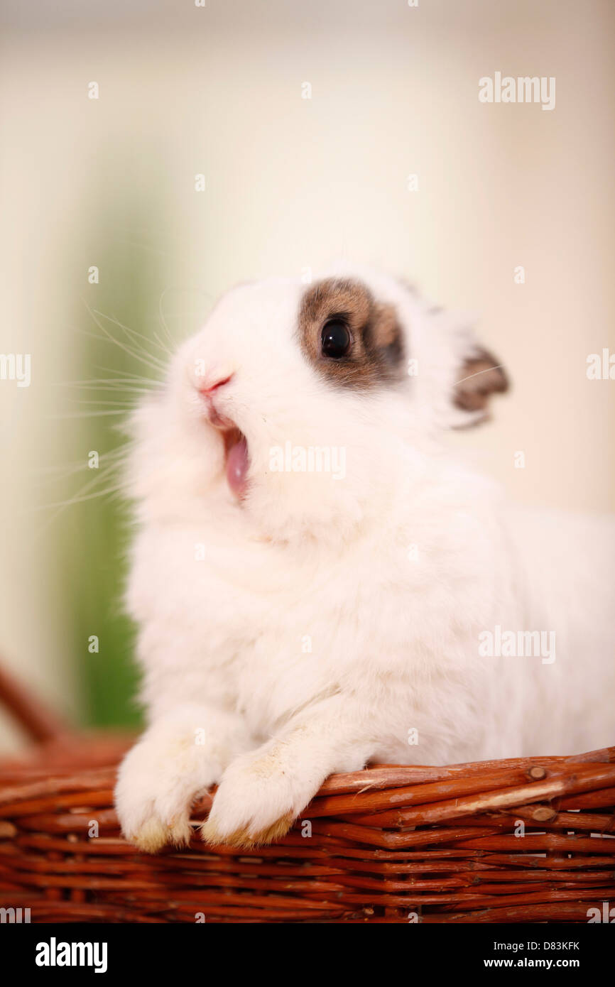 Rabbit yawning hi-res stock photography and images - Alamy