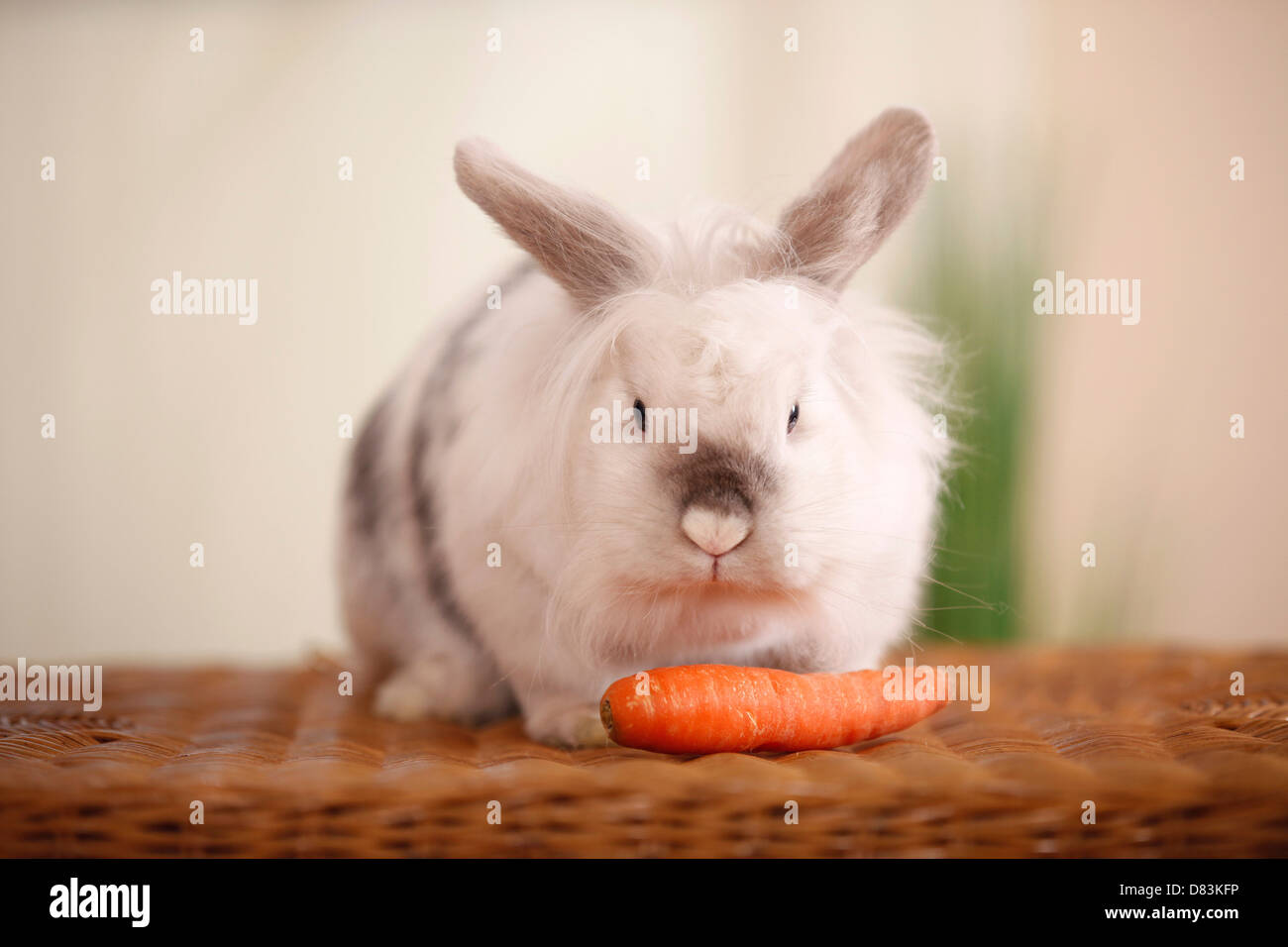 Eating eats rabbits hi-res stock photography and images - Alamy