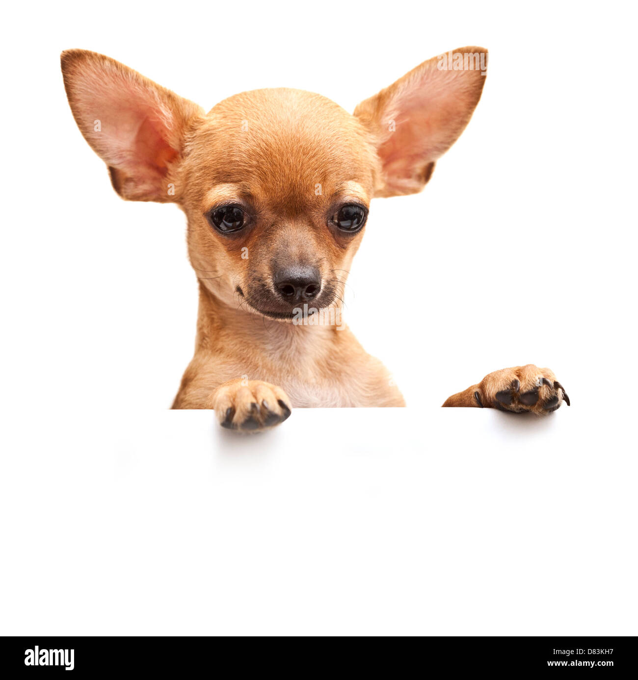 young dog with parted lips portrait close-up Stock Photo - Alamy
