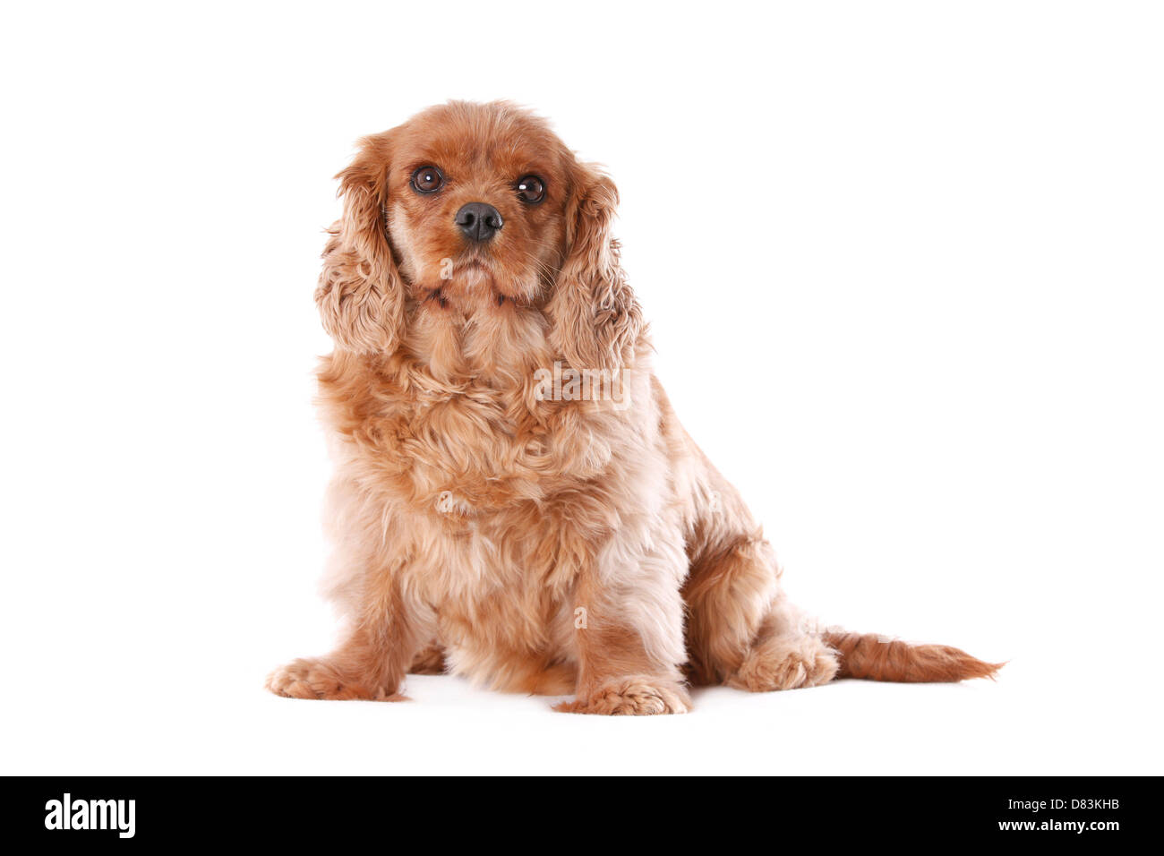 Ruby cavalier king charles spaniel hi-res stock photography and images ...