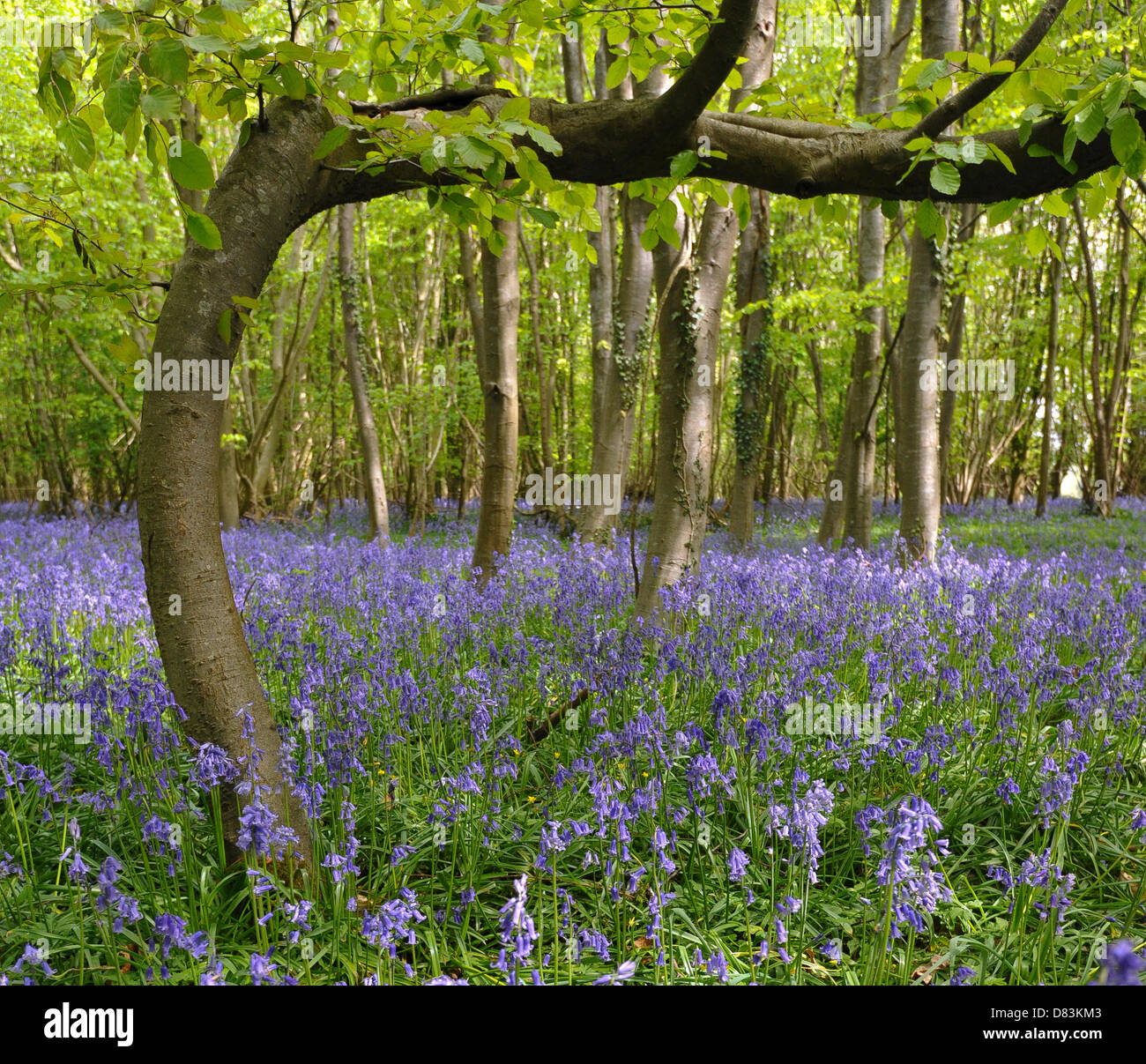 Bathford, Somerset, UK. 18th May 2013. Bluebells galore in woods near ...