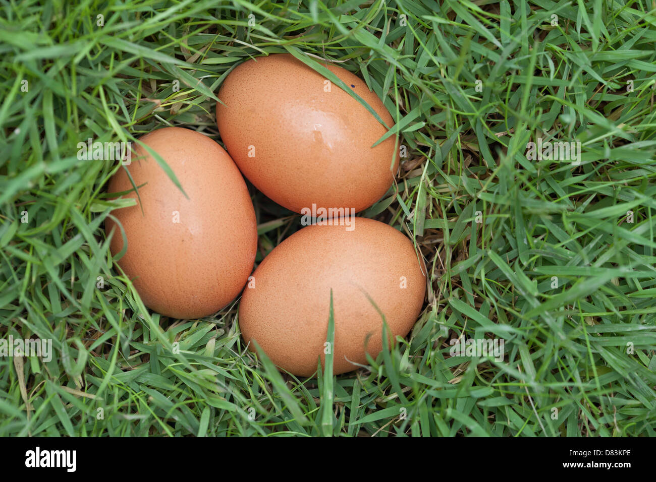 Group chicken eating grass hi-res stock photography and images - Alamy