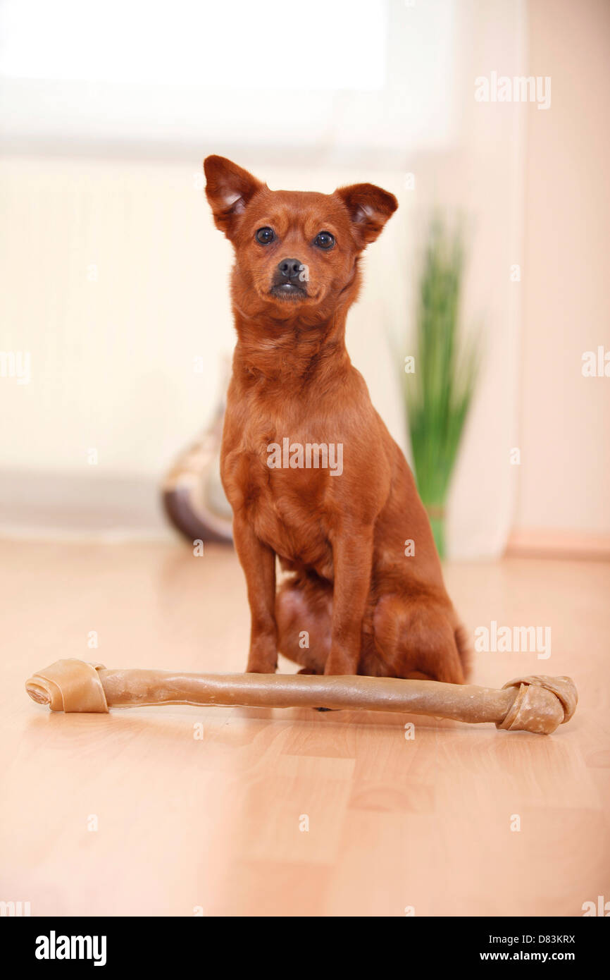 dog with bone Stock Photo - Alamy