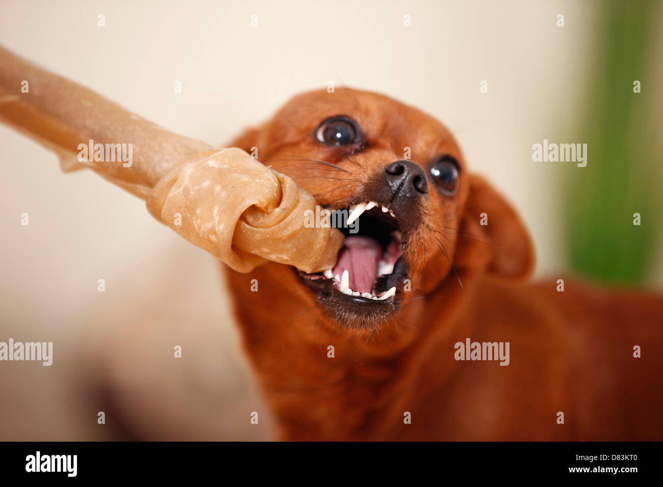 dog with bone Stock Photo - Alamy