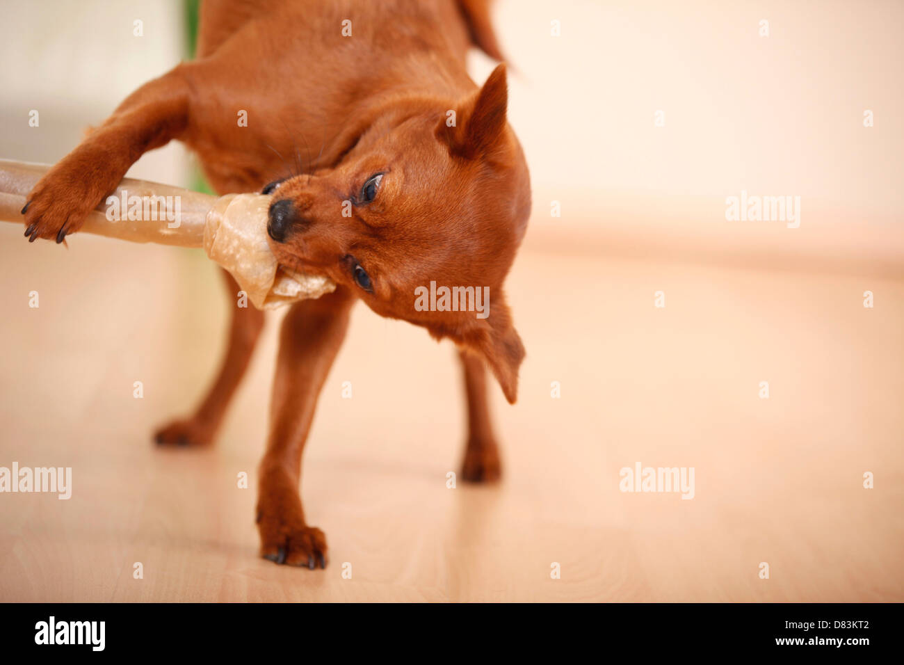 dog with bone Stock Photo - Alamy