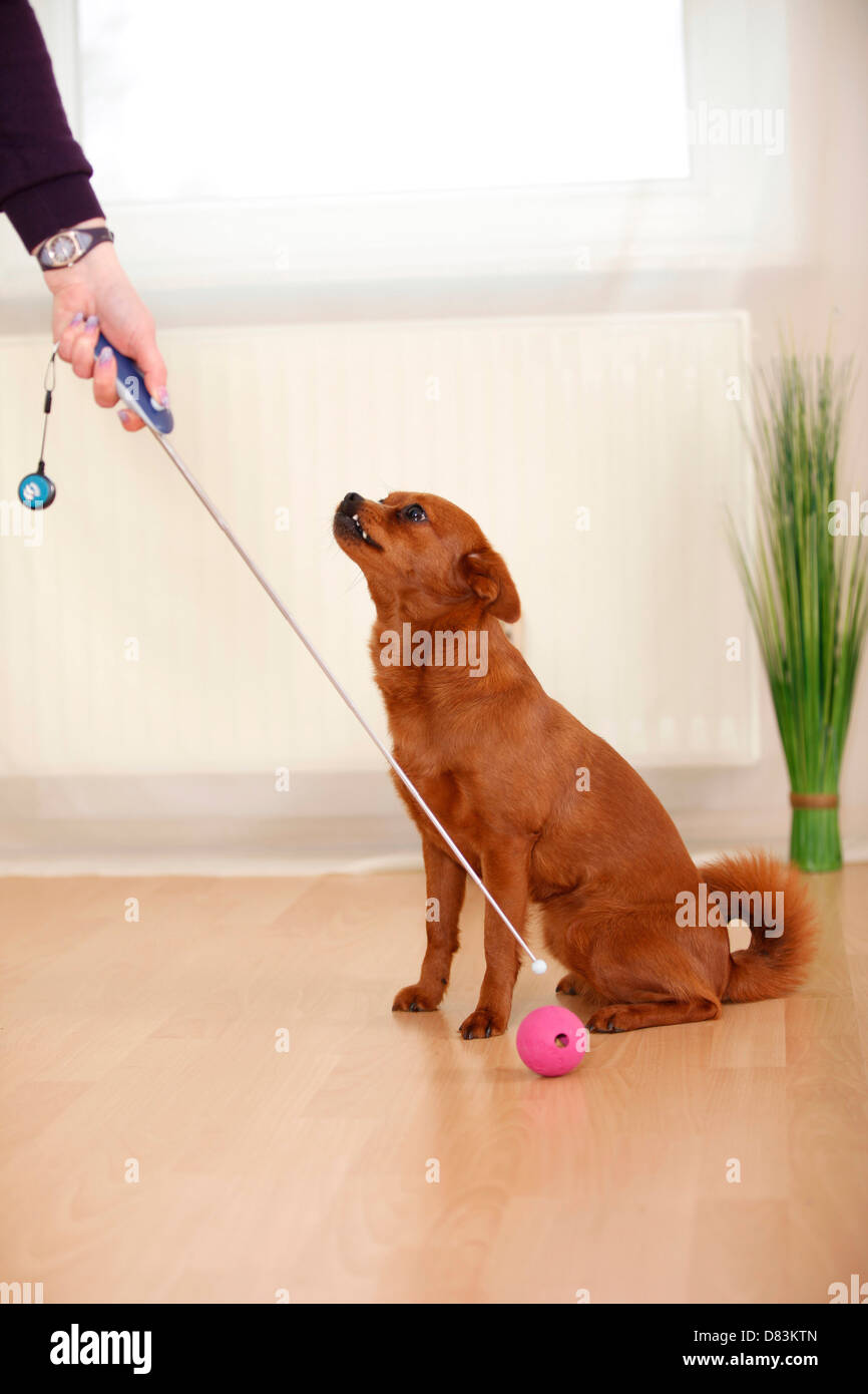 dog with toy Stock Photo - Alamy