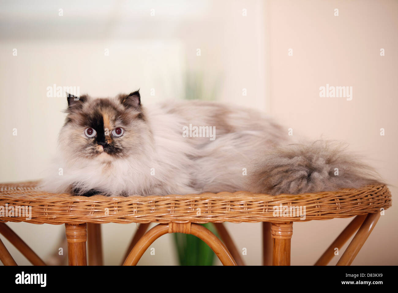 Colourpoint seal point persian cat hi-res stock photography and images ...
