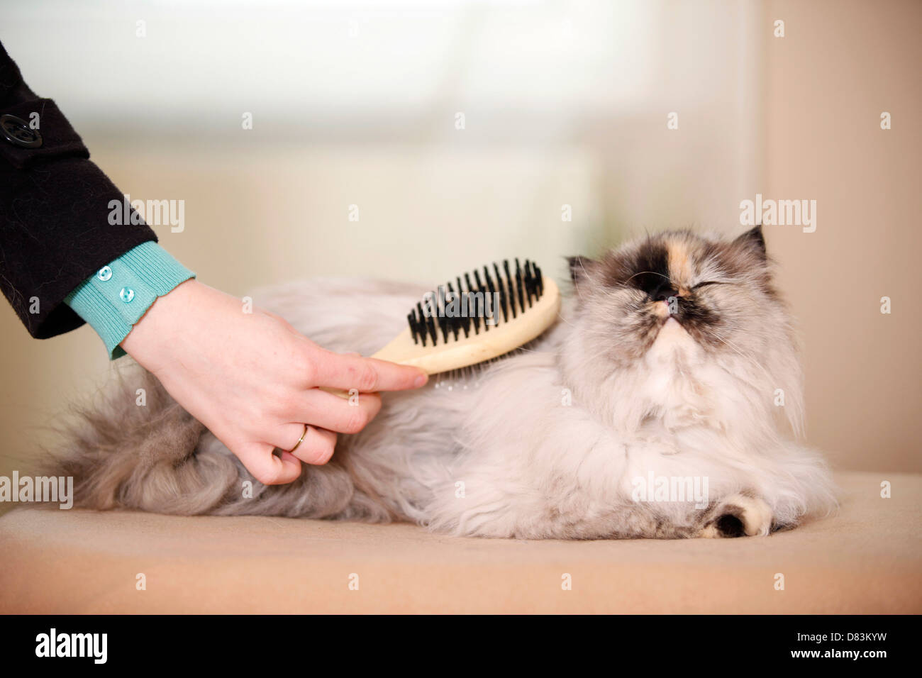 Colourpoint persians hi-res stock photography and images - Alamy