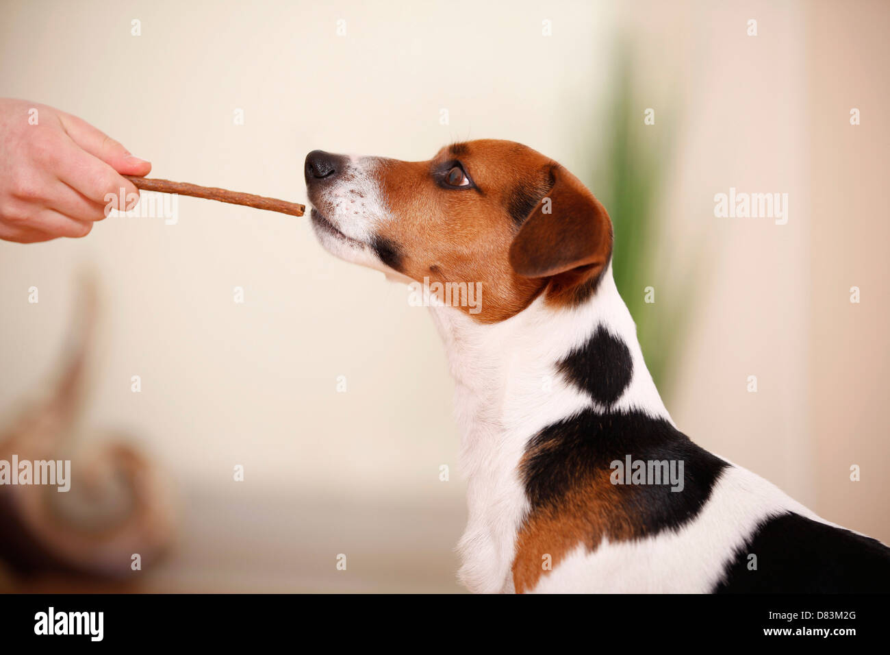 Jack Russell Terrier Stock Photo - Alamy