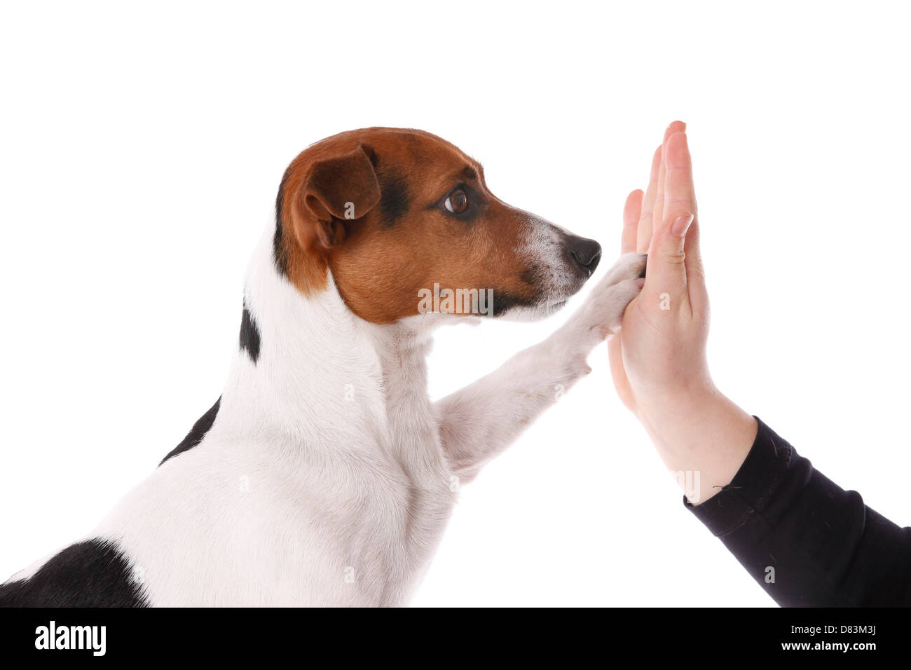 High five paws hi-res stock photography and images - Alamy