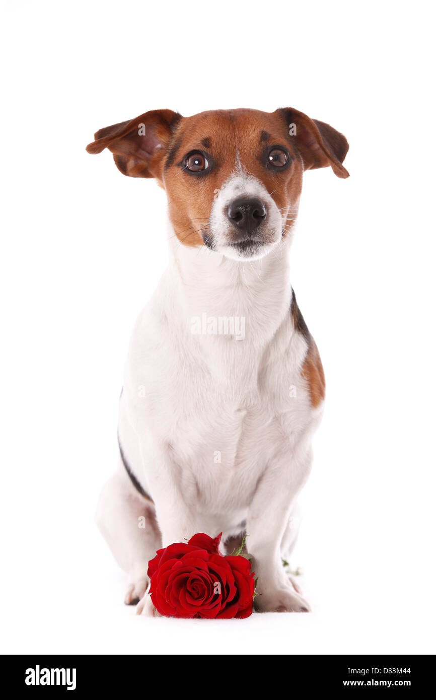 sitting Jack Russell Terrier Stock Photo - Alamy