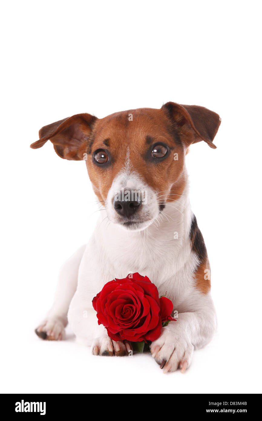 Jack and rose Cut Out Stock Images & Pictures - Alamy