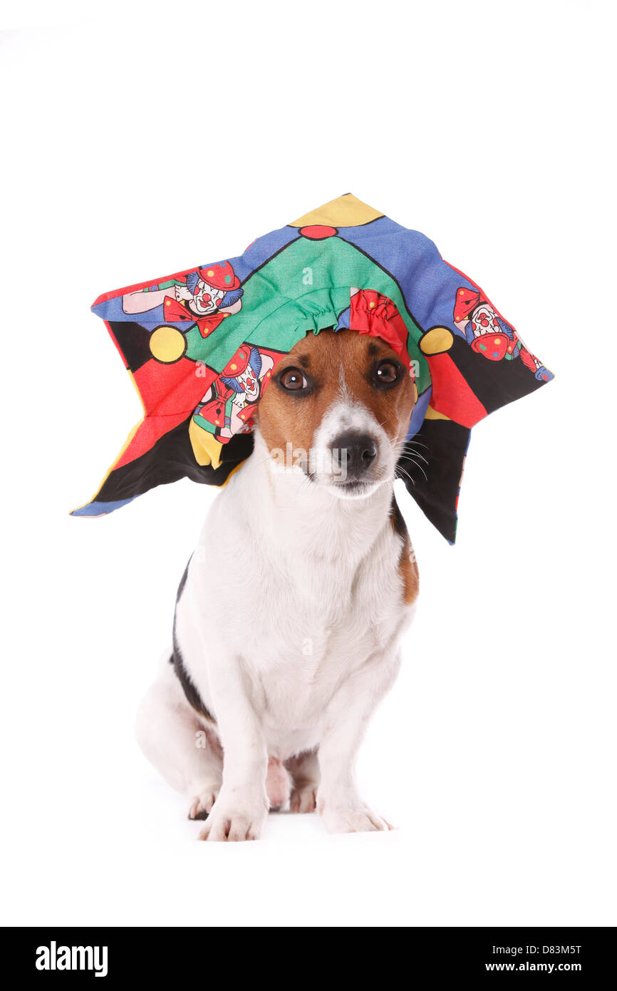 Dog clown hi-res stock photography and images - Alamy