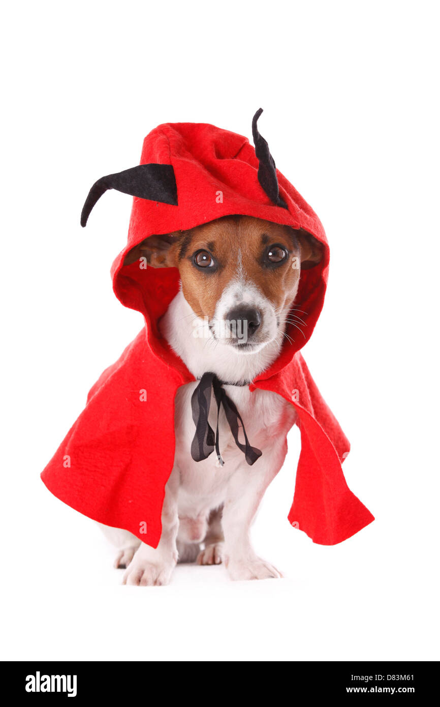 Devil dogs hi-res stock photography and images - Alamy