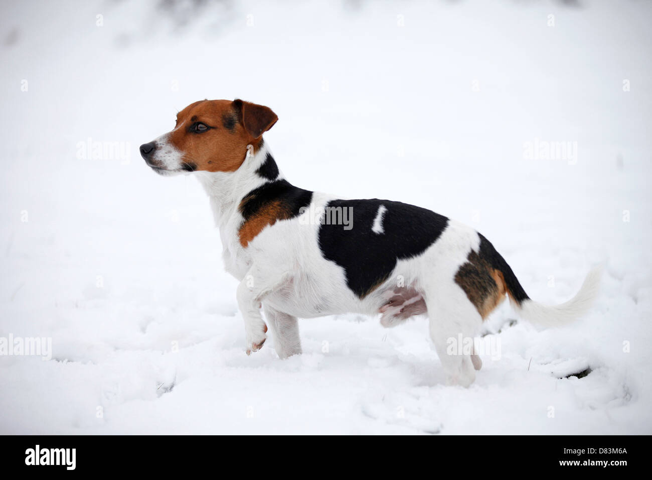 Jack russell in winter hi-res stock photography and images - Alamy