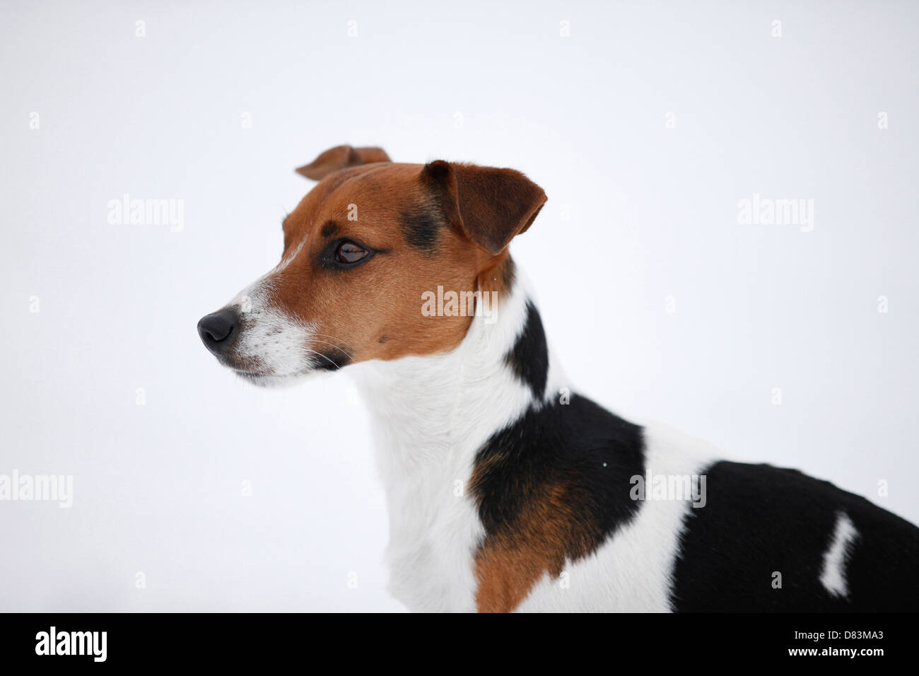 Jack Russell Terrier in snow Stock Photo - Alamy