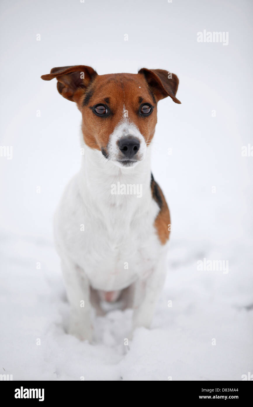 Jack Russell Terrier in snow Stock Photo - Alamy