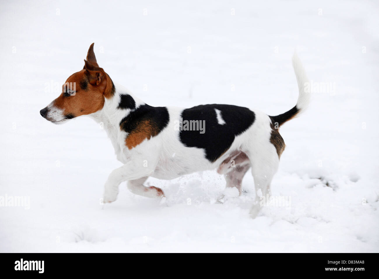 Jack Russell Terrier in snow Stock Photo - Alamy