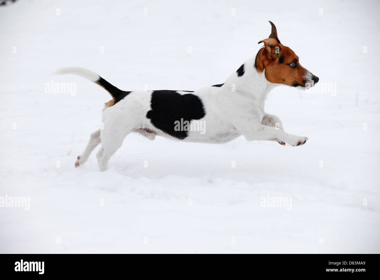 Jack Russell Terrier in snow Stock Photo - Alamy