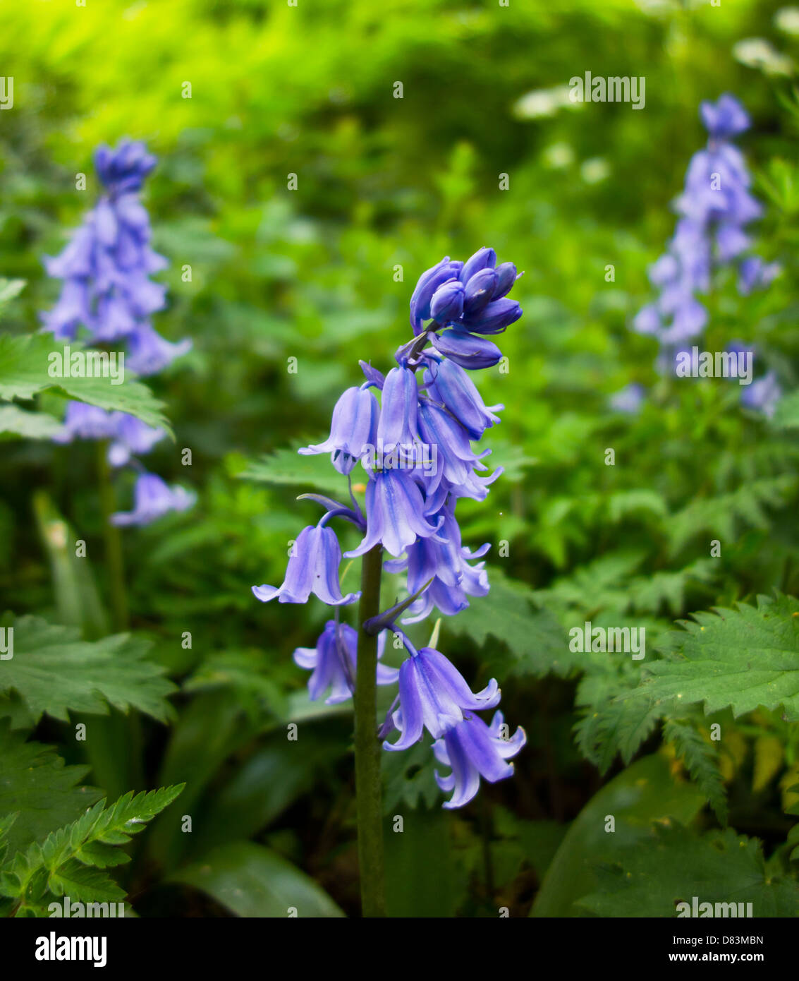 Bluebell hyacinthoides non-scripta Stock Photo - Alamy