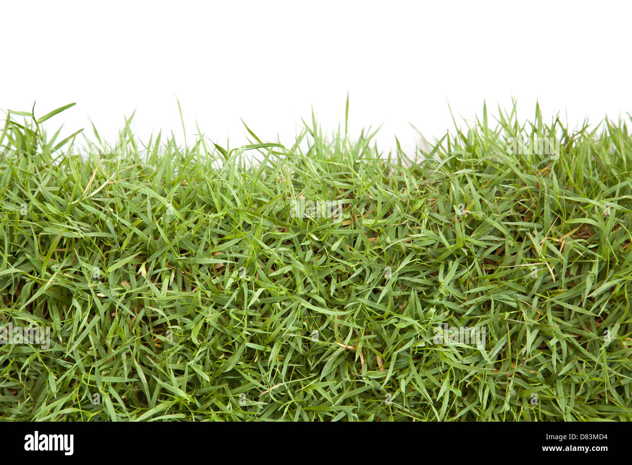 green grass on the white background Stock Photo - Alamy