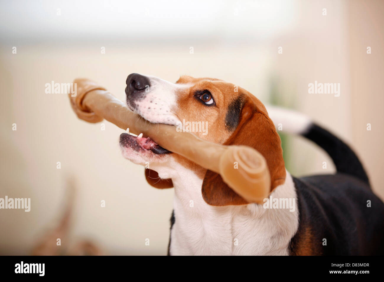 Beagle eat hi-res stock photography and images - Alamy