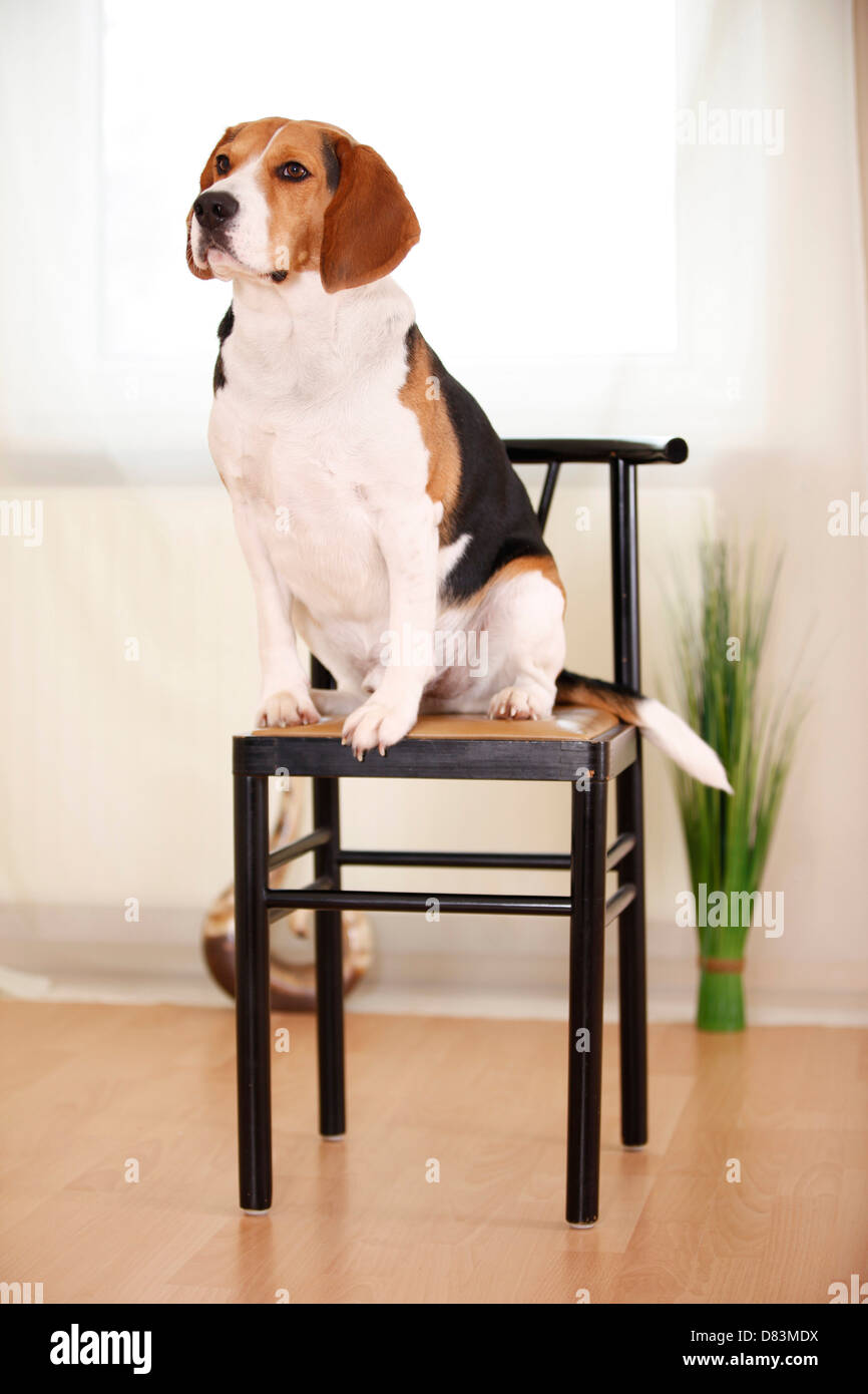 Sitting beagles hi-res stock photography and images - Alamy
