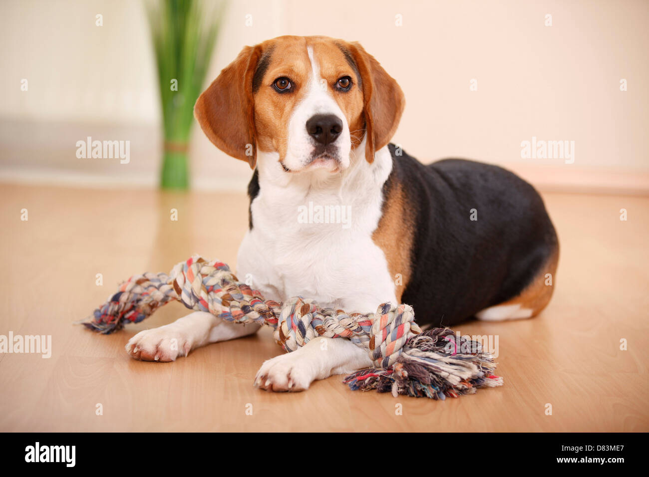 Beagle playing hi-res stock photography and images - Alamy