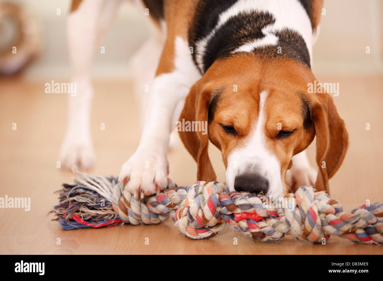 Beagle hunting dog hi-res stock photography and images - Alamy