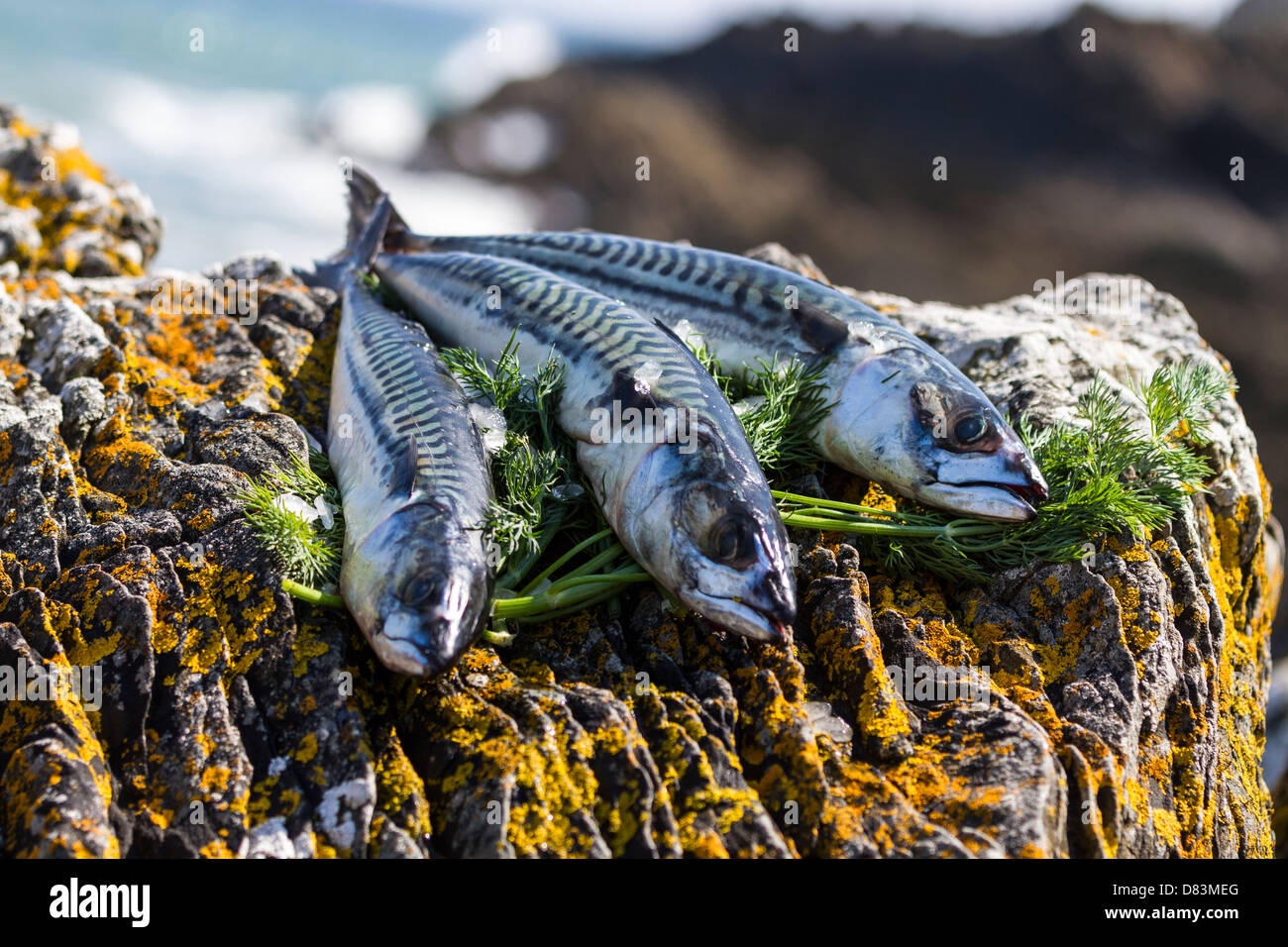 Mackerel scales hi-res stock photography and images - Alamy