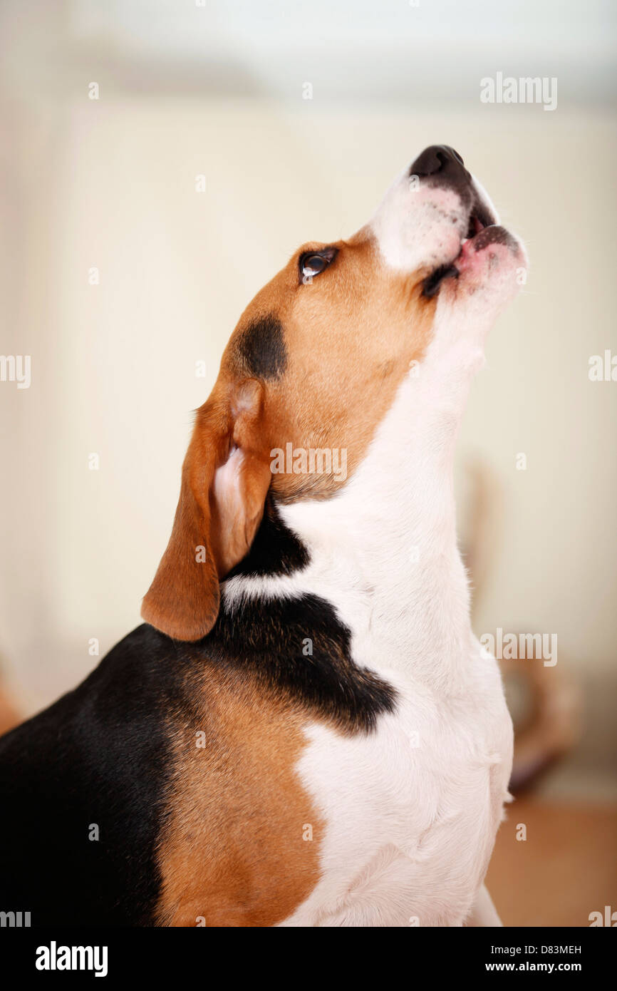 Beagles barking hi-res stock photography and images - Alamy