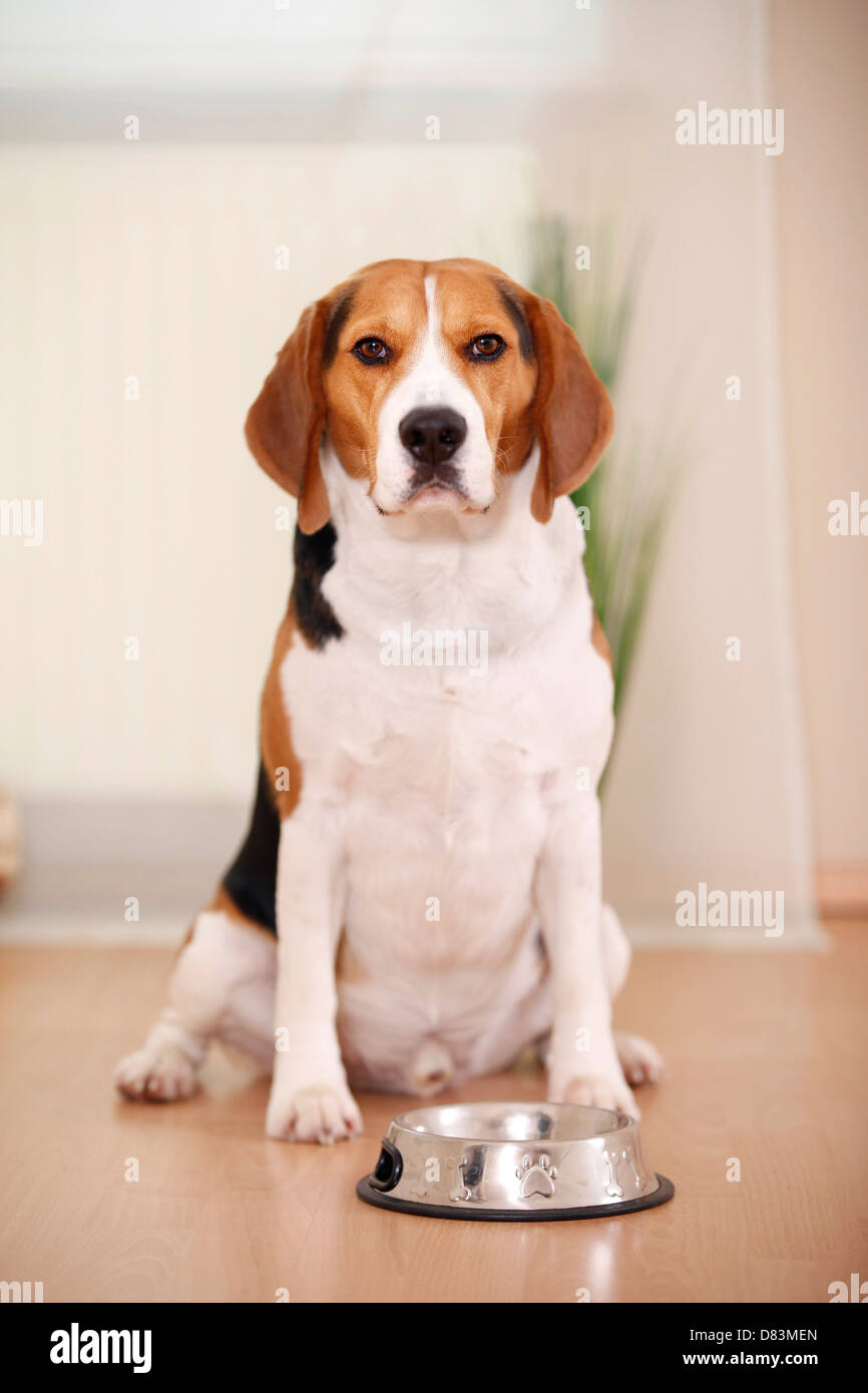 Single adult beagle sit hi-res stock photography and images - Alamy