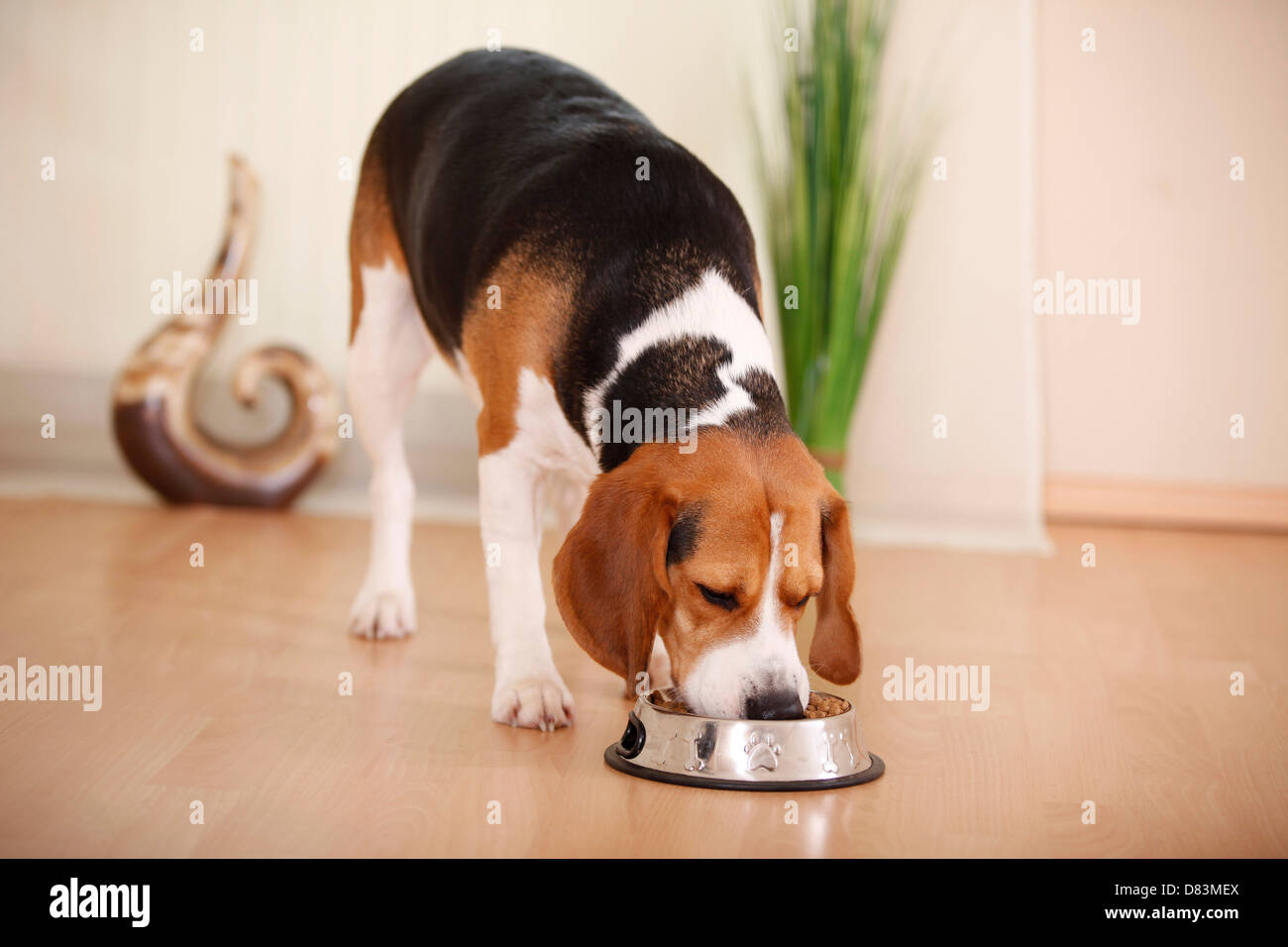 Beagle dog bowl hi-res stock photography and images - Alamy