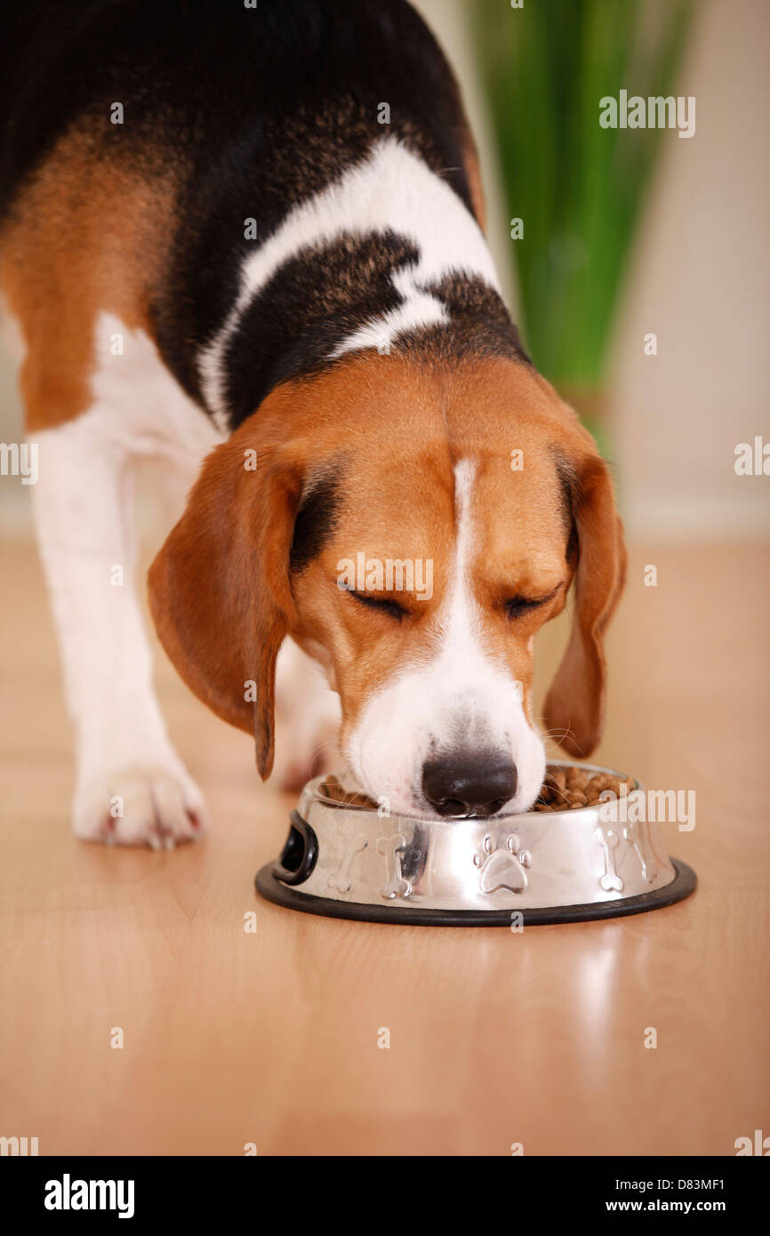 Well bred dog hi-res stock photography and images - Alamy